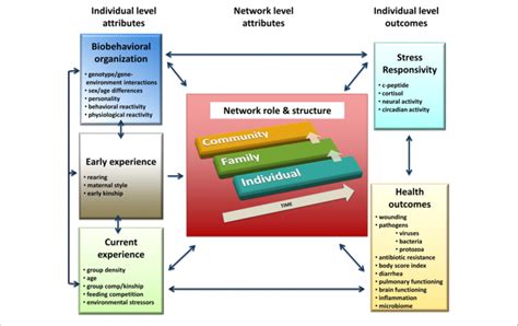 unifying conceptual framework for effects of individual download
