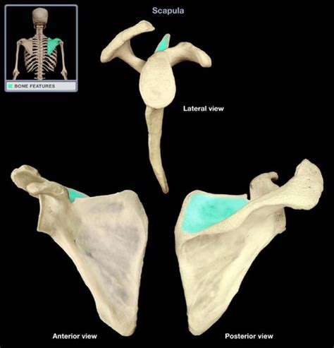 Scapula Posterior View Flashcards Quizlet