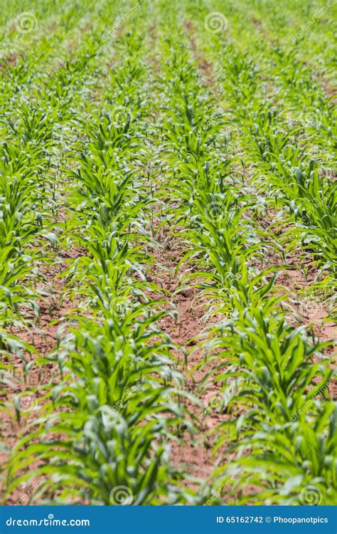 Corn Agricultural Plot Stock Photo Image Of Turnip Agriculture 65162742