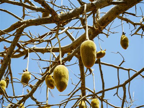 Baobab Baum Des Lebens Senegal