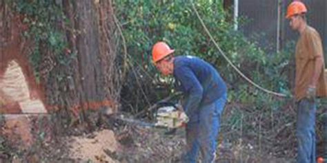 How To Remove Tree Roots The Right Way In Santa Rosa CA