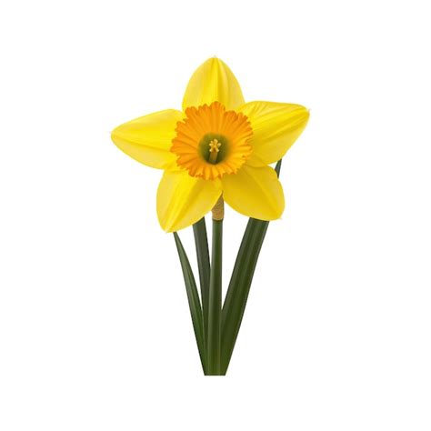 Single Yellow Daffodil Flower With Green Stem Premium Ai Generated Psd
