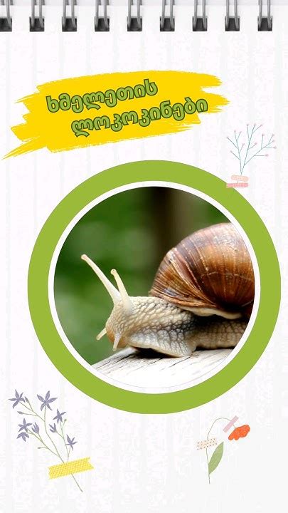 🐌🍀სამი სახის ლოკოკინა 🐌🐌 Youtube