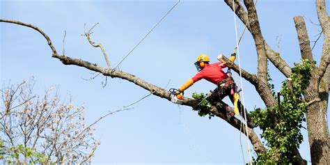 An Ironclad Way To Stop Tree Branches From Growing Back