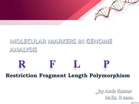 Rflp Pptx