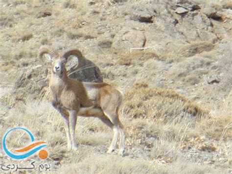 سیری در منطقه شكار ممنوع شيدا و آشنایی با گونه های گیاهی و جانوری آن