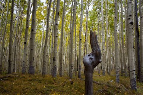 The Inner Basin Trail In Northern Arizona Stock Image Image Of Thick