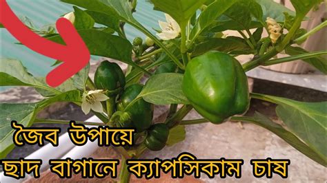 ছাদ বাগানে জৈব উপায়ে শিখে নিন ক্যাপসিকাম চাষ Youtube