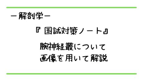 腕神経叢についてわかりやすく画像を用いて解説『理学療法士国試対策ノート』 ちゃんけんlog