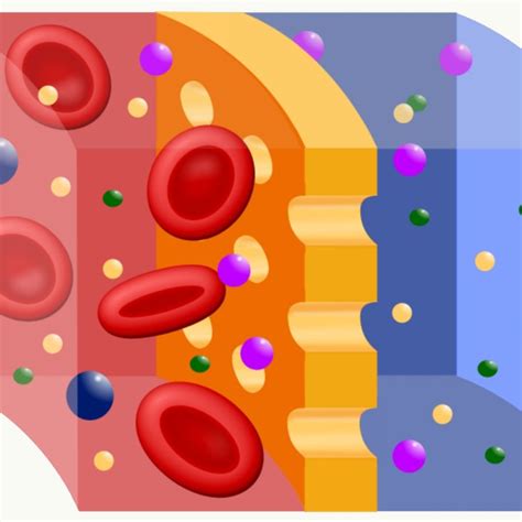 What Is Diffusion In Plant Cells Types Of Transport Bioninja This Lesson Summarises What