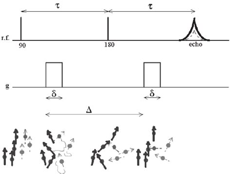 Principle Of Diffusion Weighting Preparation Static Spins Thick Line