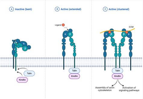 Integrin Signaling A Short Review The Science Notes