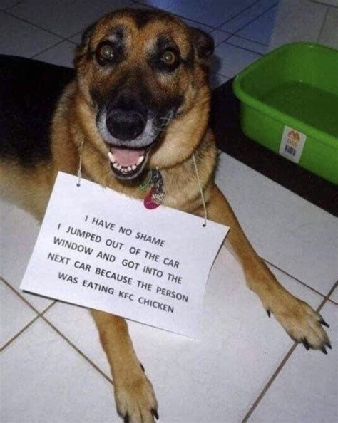 Best Animal Memes 2022