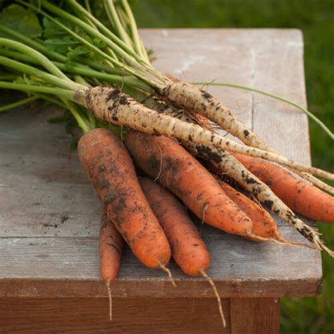 Parsnip Abc Gardening Australia Magazine