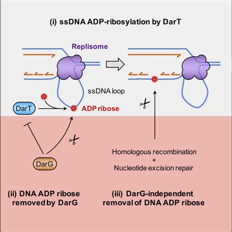 DNA ADP Ribosylation Stalls Replication And Is Reversed By RecF Mediated Homologous