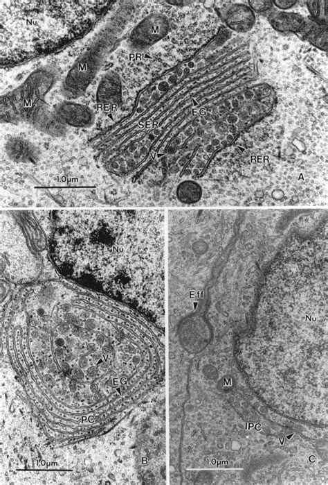 Tem Micrographs Of The Perinuclear Cisternae In Striolar Vesicles V Download Scientific