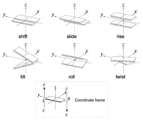 Ijms Free Full Text Duplex Dna Retains The Conformational Features