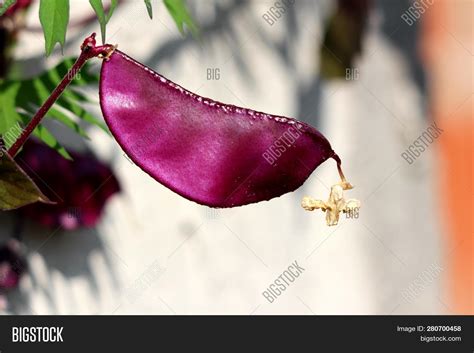 Hyacinth Bean Lablab Image And Photo Free Trial Bigstock