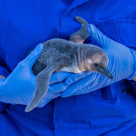 Same Sex Penguin Couple Raising Rare Chick At Zoo