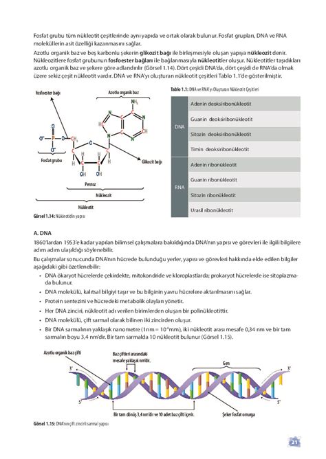 Biyoloji Genden Proteine