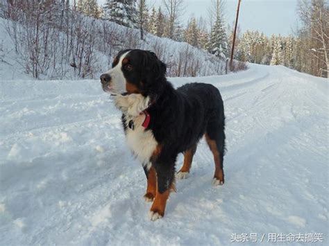 聰明的伯恩山犬圖片2 每日頭條