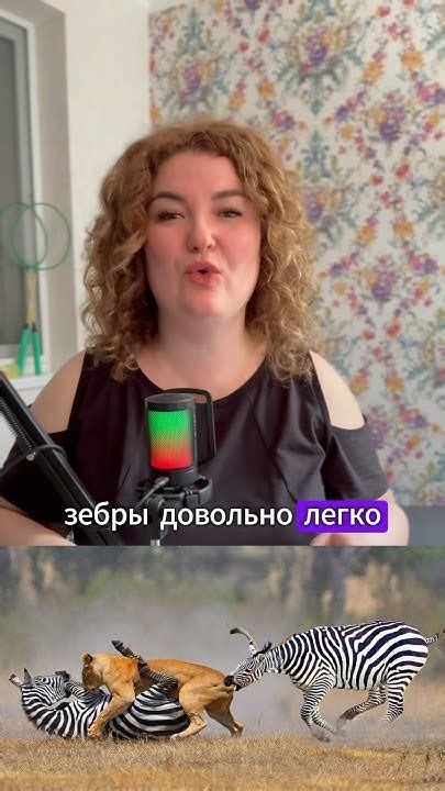 Почему зебры не приручаются Youtube