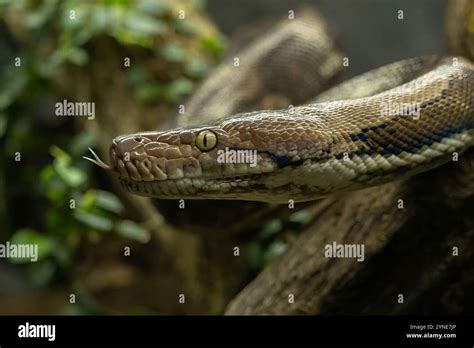 Reticulated Python Malayopython Reticulatus Snake Sometimes Known As