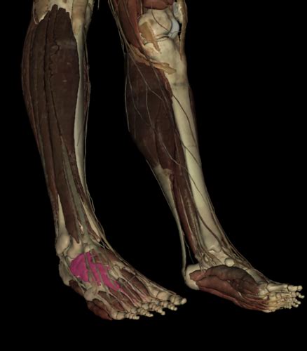Final For Regional Anatomy Lab Week 9 Flashcards Quizlet