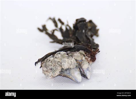 Beach Sand Texture With Barnacle Shell Shadows Of Morning Sun Stock