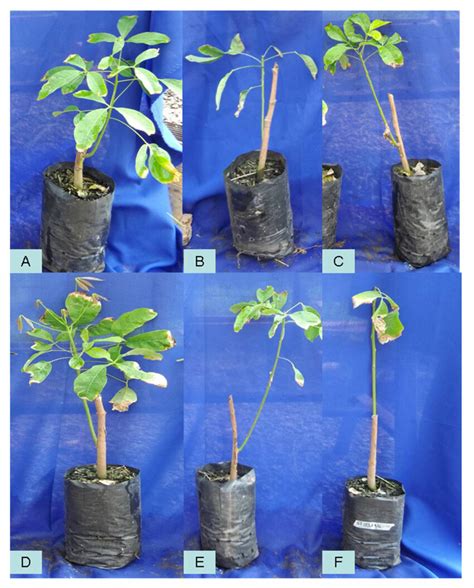 Seedlings Of The Rubber Tree Clone Rrim600 After Curative Treatments Download Scientific