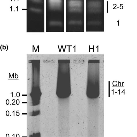 Southern Blot Analysis Detects The Resistance Gene On Both Chromosomal