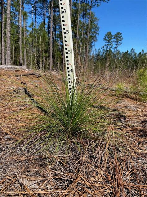 A Grass Stage Longleaf Pine Seedling Longleaf Pine Is One Of Ten Pinus