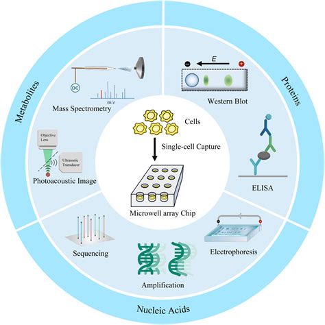 Microwell Array Chip Based Single Cell Analysis Lab On A Chip Rsc