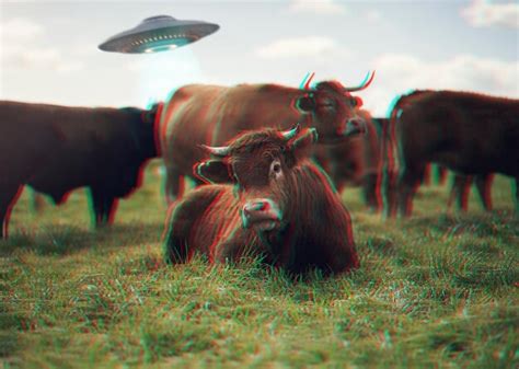 Page 22 Cow Desktop Wallpaper Images Free Download On Freepik