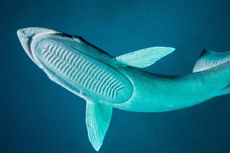 Remora Fish Those Suckers Of The Sea Are Inspiring New Adhesives