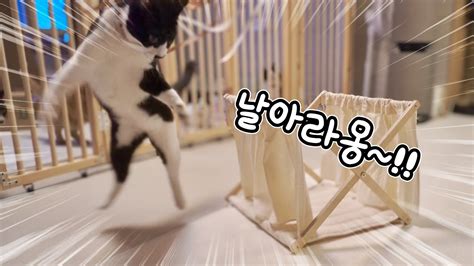 고양이의 본성을 드러낸 사냥놀이 Youtube