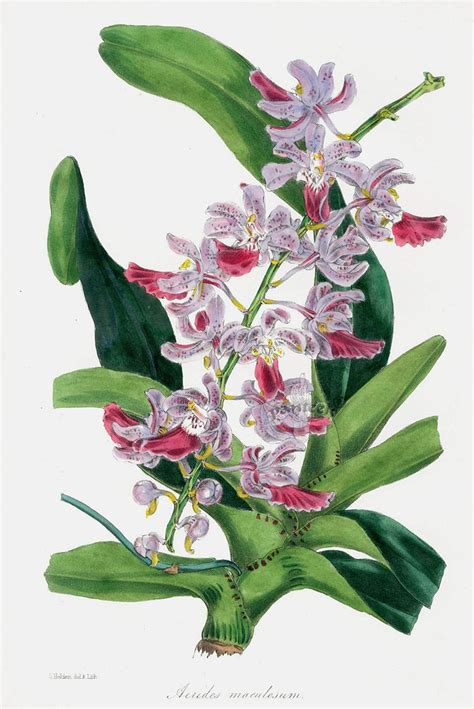 Joseph Paxton Orchid Prints 1834