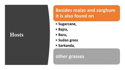 Maize Stem Borer Pptx