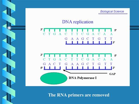 Dna Replication Dna Is Copied This Is Called Replication Ppt Download