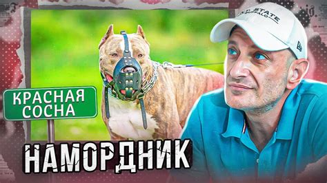 АНТУАН НАДЖАРЯН, про намордник(приют для собак "Красная Сосна") - YouTube