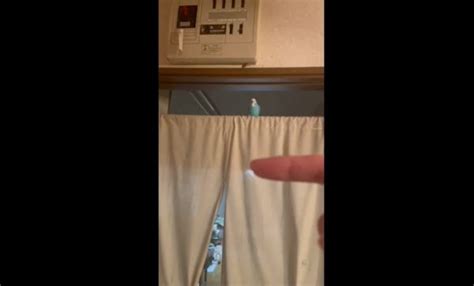 呼ばれたら飛んでくるセキセイインコ！ 「え、そこ」という場所から登場して“手乗り”を披露 ニコニコニュース オリジナル