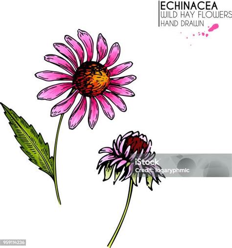 손으로 그린 야생 꽃입니다 Echinacea Purpurea 꽃입니다 의료 허브입니다 빈티지 컬러 조각 식물 그림입니다 화장품