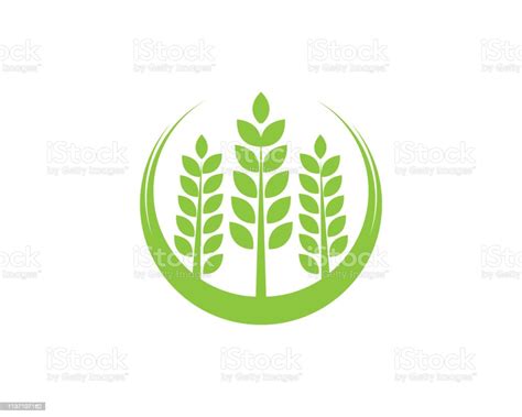 Agriculture Wheat Vector Stock Illustration Download Image Now
