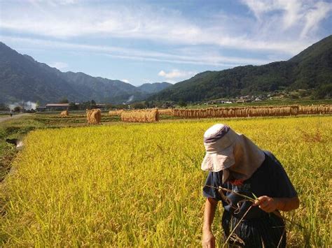 稲刈り始めようか 菜摘農園日記