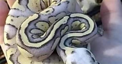 Nova My Vanilla Scream Ball Python Album On Imgur