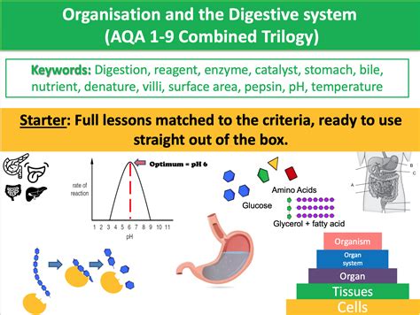 B3 Organisation And The Digestive System Aqa 1 9 Combined Trilogy