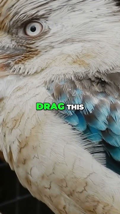 No Touchie Touchie 🐦 Youtube