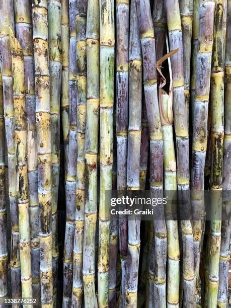 Sugar Cane Pattern Photos And Premium High Res Pictures Getty Images