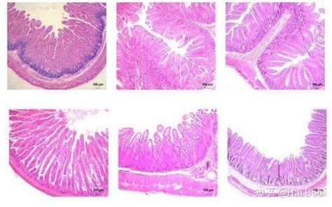 饲喂乳酸菌，回肠更健康 知乎