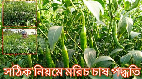 লাভজনক মরিচ চাষের সঠিক পদ্ধতি Proper Methods Of Profitable Pepper